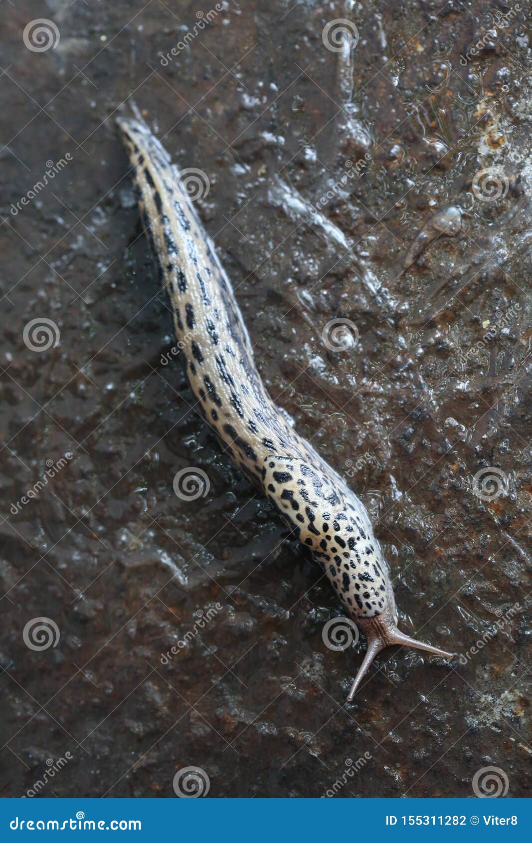 Slug on wet iron surface stock photo. Image of snail - 155311282