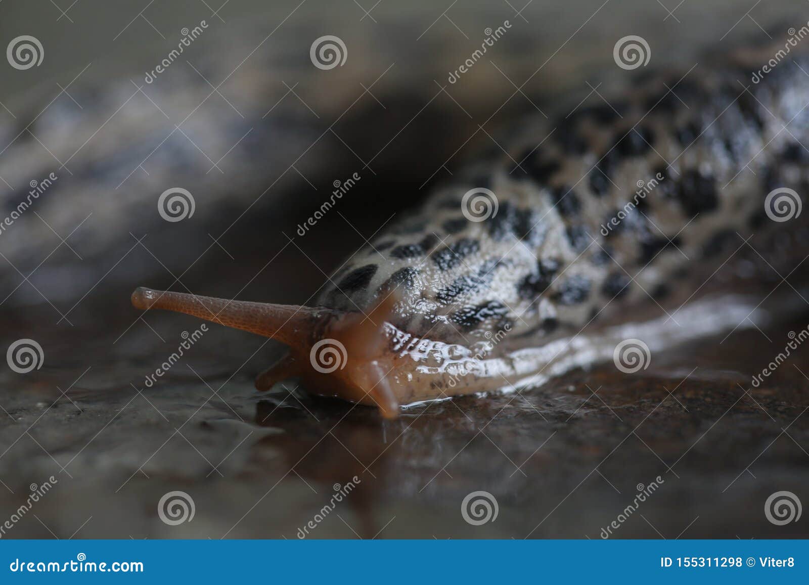 Slug on wet iron surface stock photo. Image of animal - 155311298