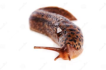 Slug on a white background stock image. Image of macro - 25285163