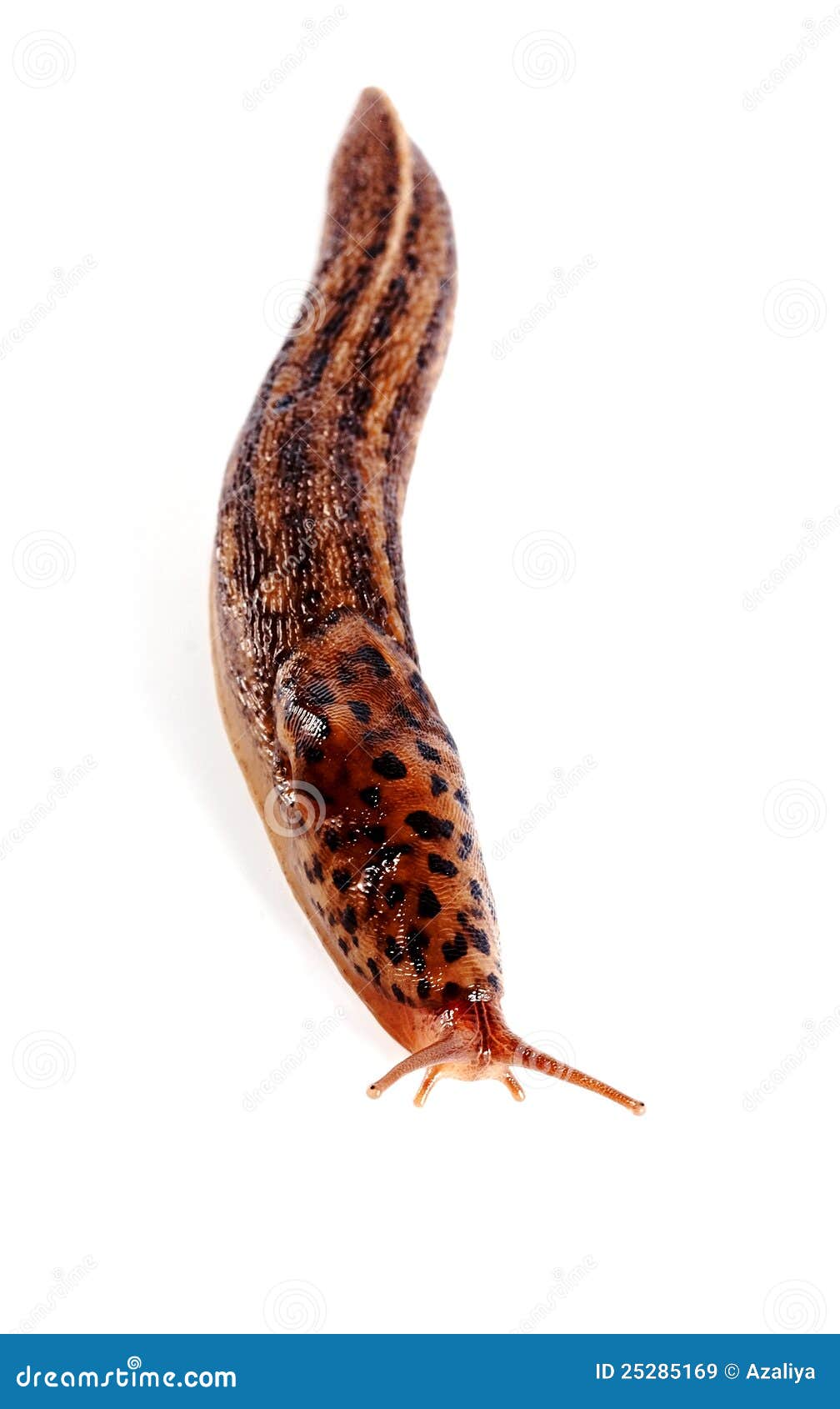 Slug on a white background stock image. Image of macro - 25285169