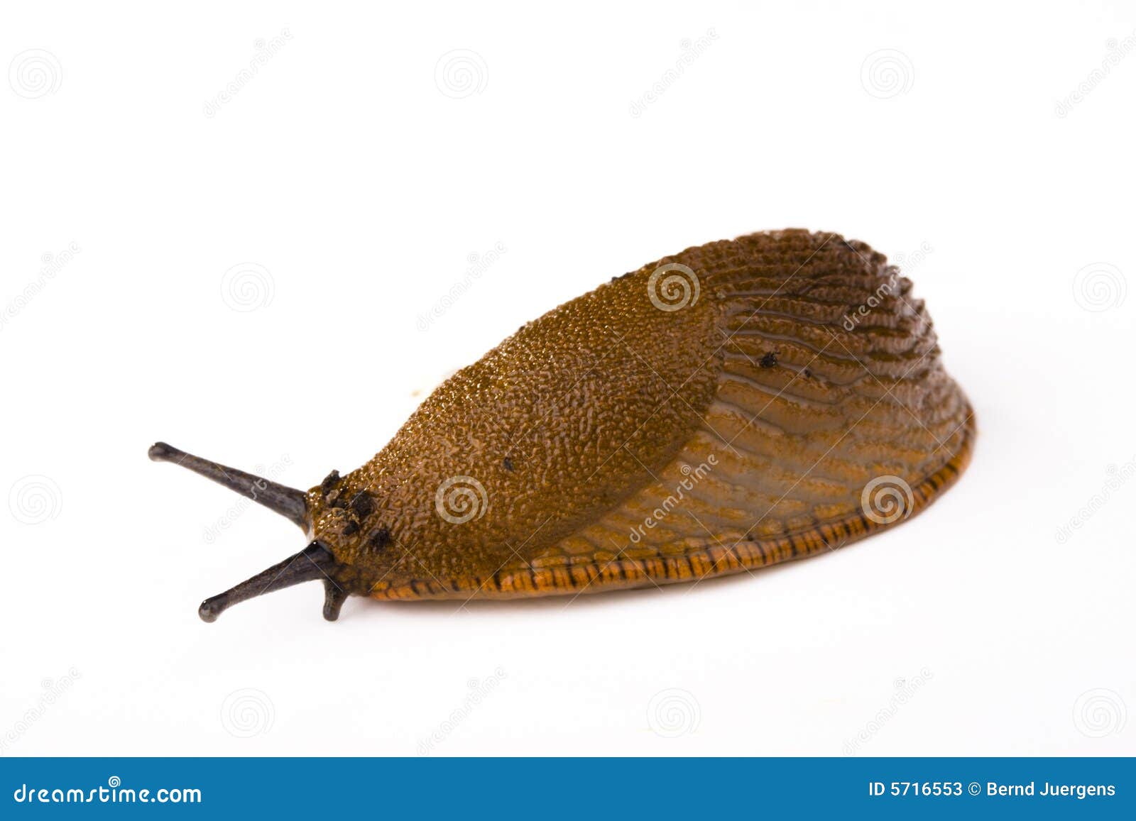 Slug on white background stock image. Image of wildlife - 5716553
