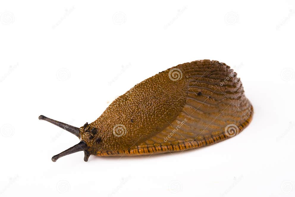 Slug on white background stock image. Image of wildlife - 5716553