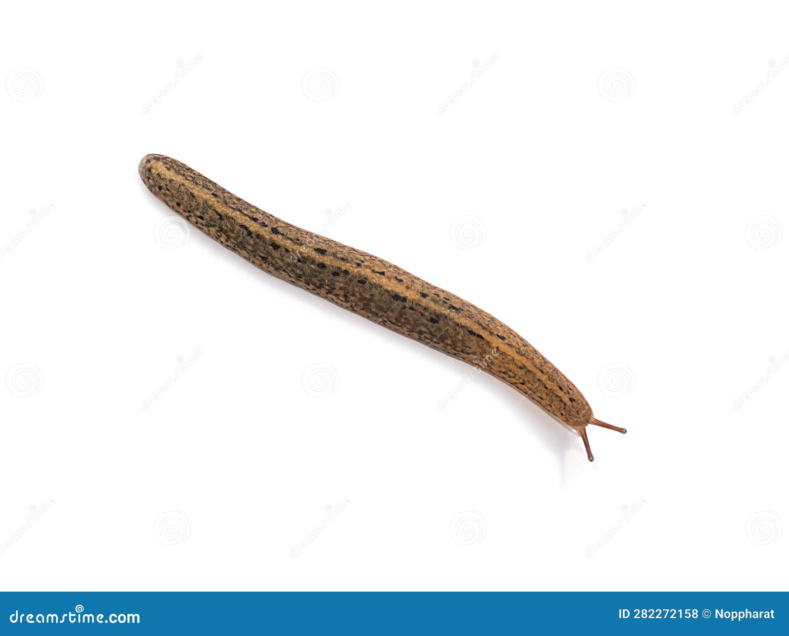 Slug on white background stock photo. Image of animal - 282272158