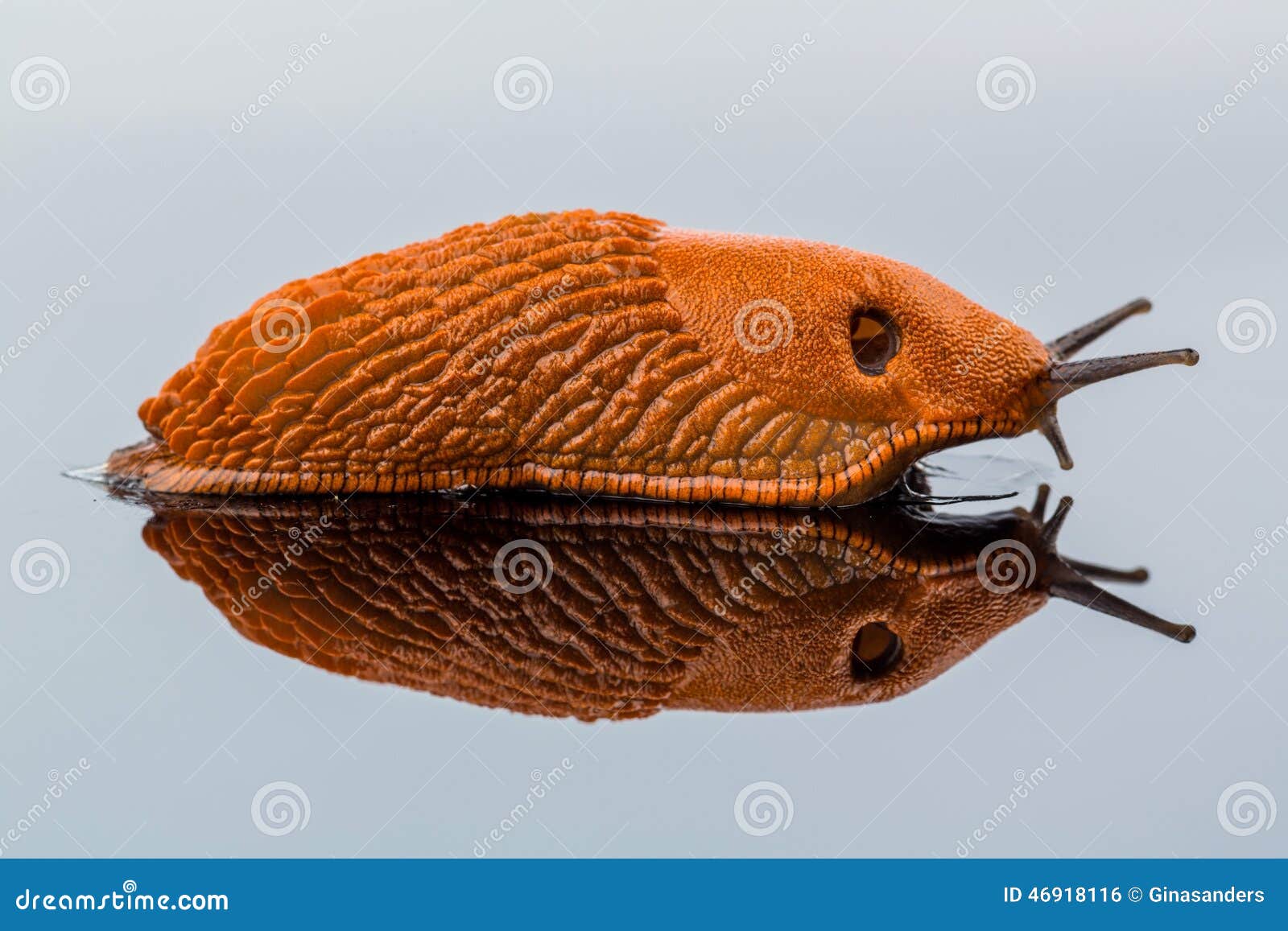 Slug on a white background stock photo. Image of background - 46918116