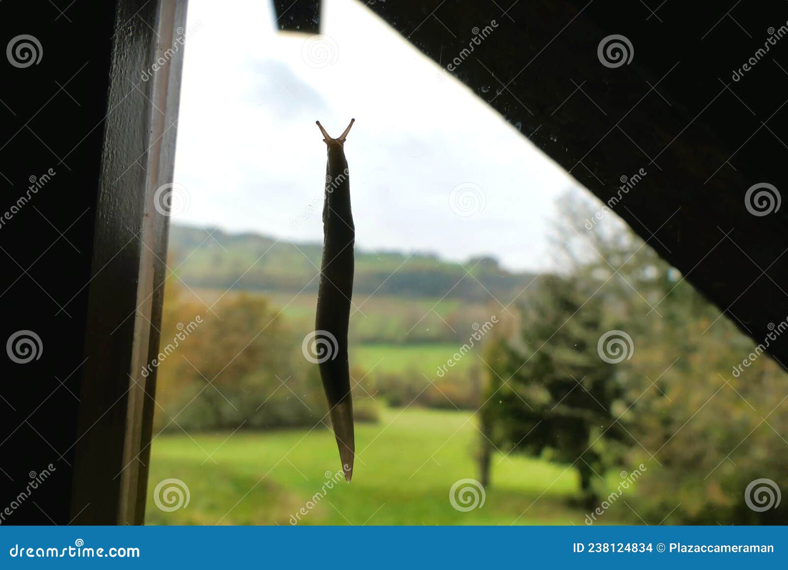 Slug on a Window stock photo. Image of slippery, crawl - 238124834