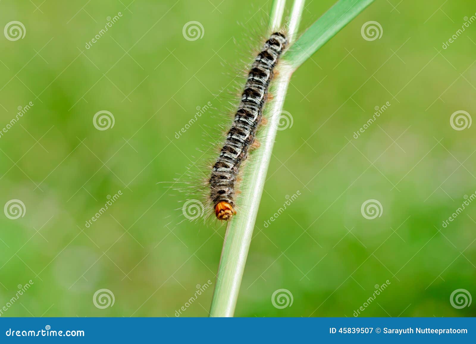 Slug worm on grass stock image. Image of macro, green - 45839507
