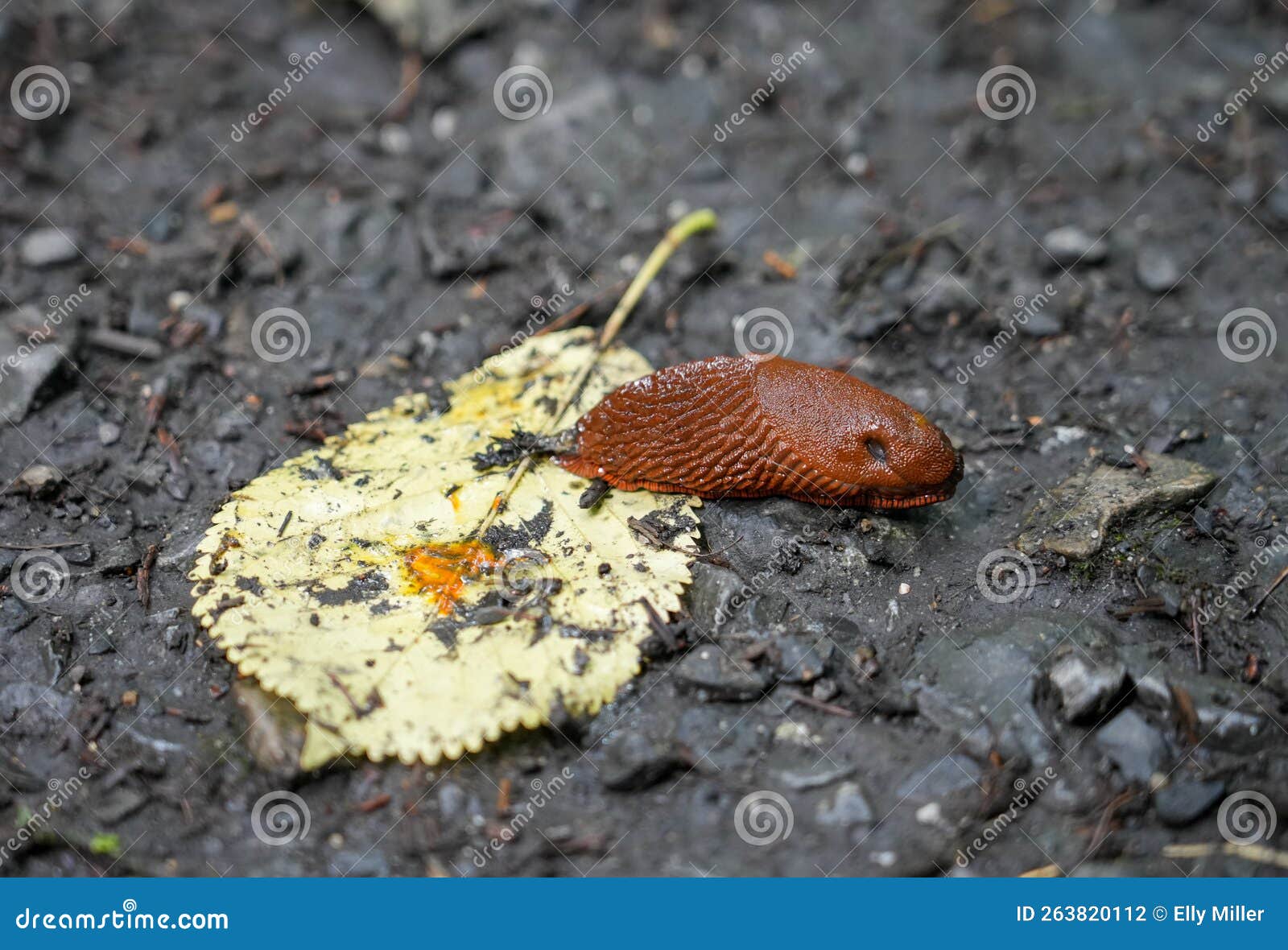 A slug on a yellow leaf. stock photo. Image of nature - 263820112