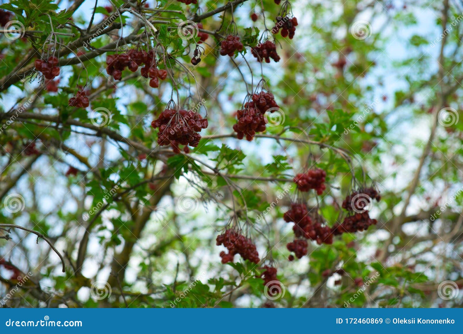 Sluggish Berries of Viburnum Bush. Bunches of Viburnum Stock Image ...