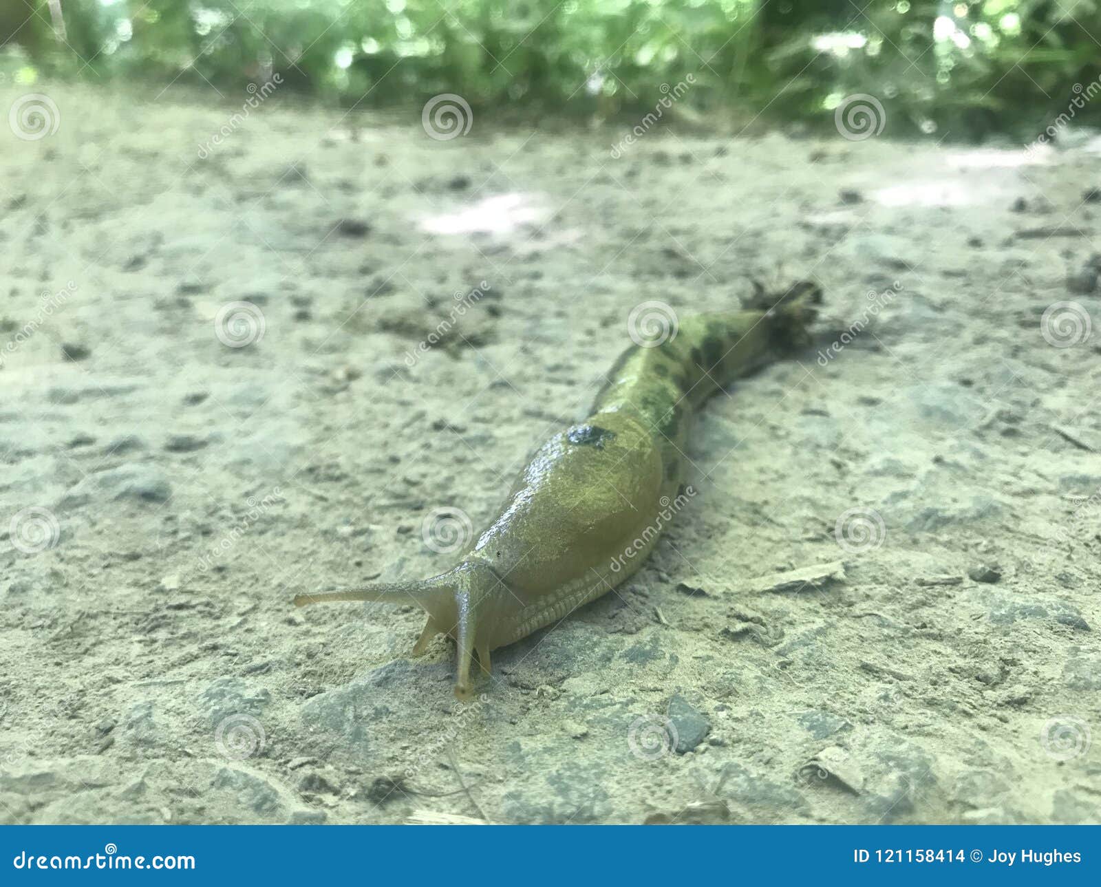 Sluggish stock photo. Image of moving, slow, sluggish - 121158414