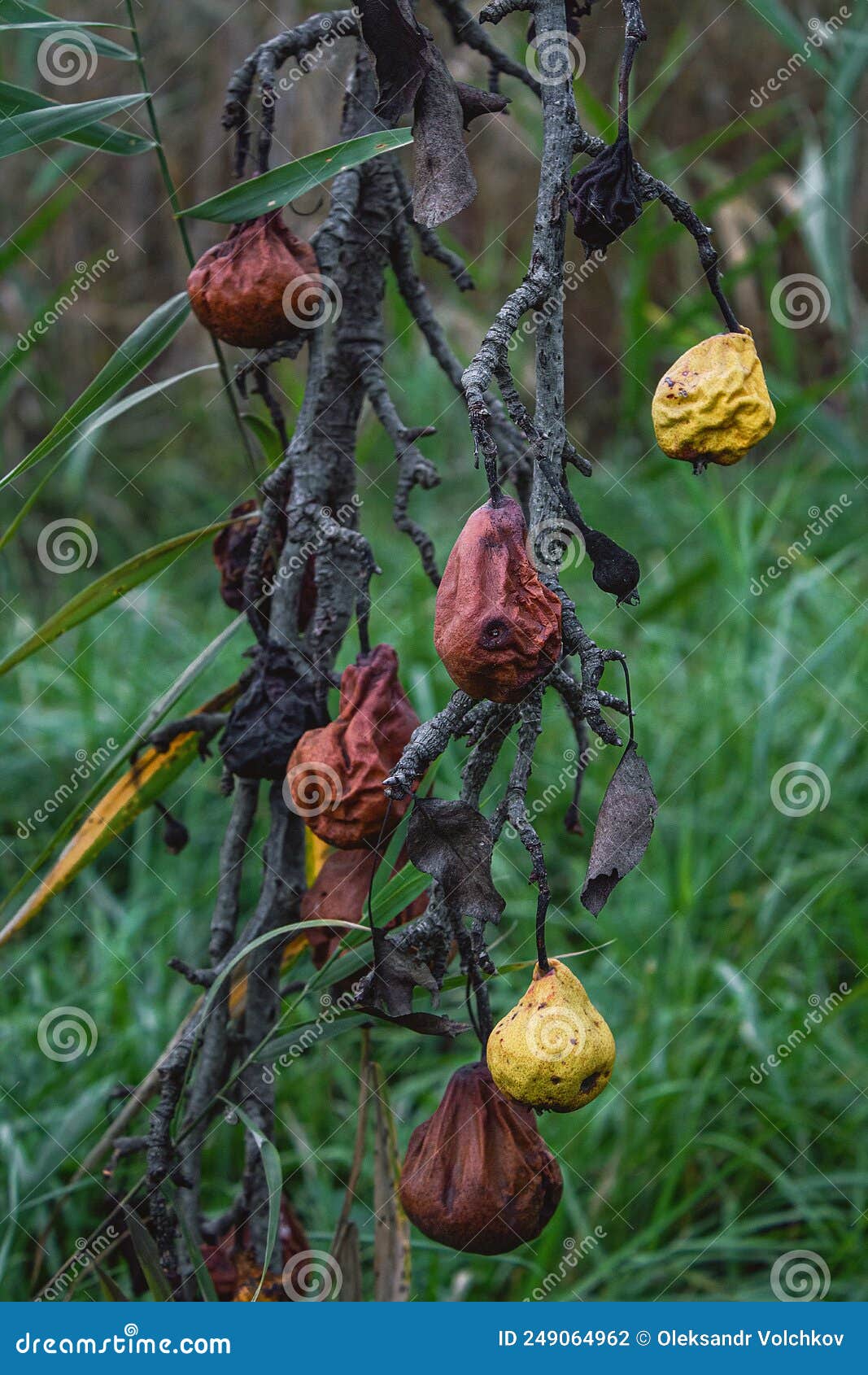 Sluggish, Rotten Pears on a Tree Stock Photo - Image of nature ...