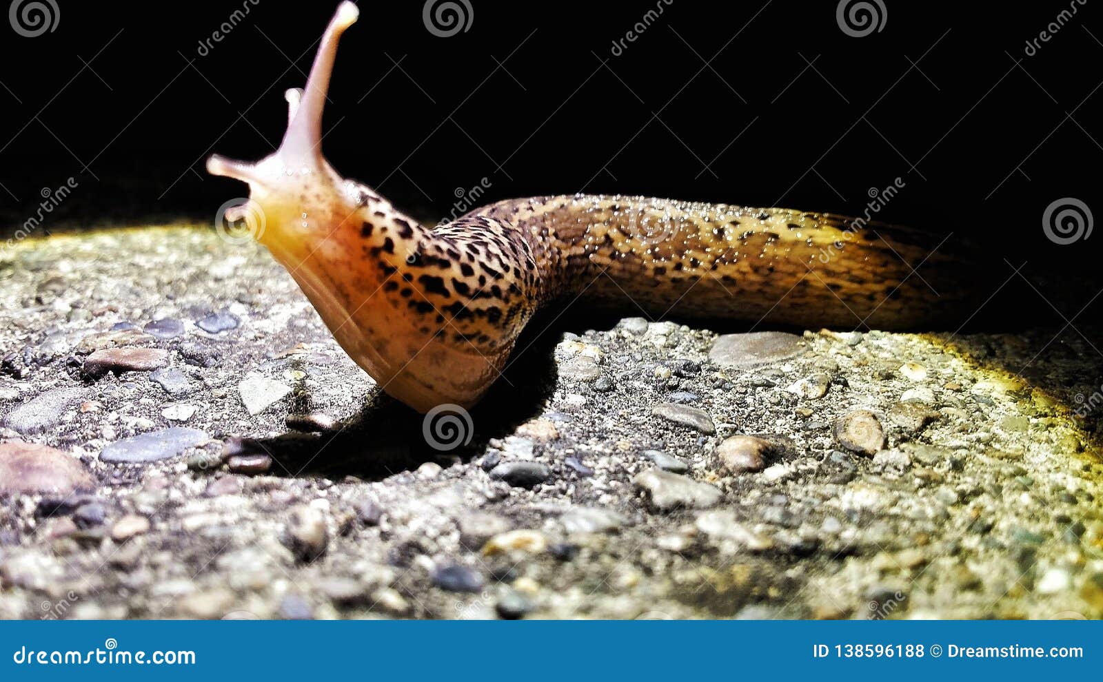 Sluggish Travels stock photo. Image of nature, midde - 138596188
