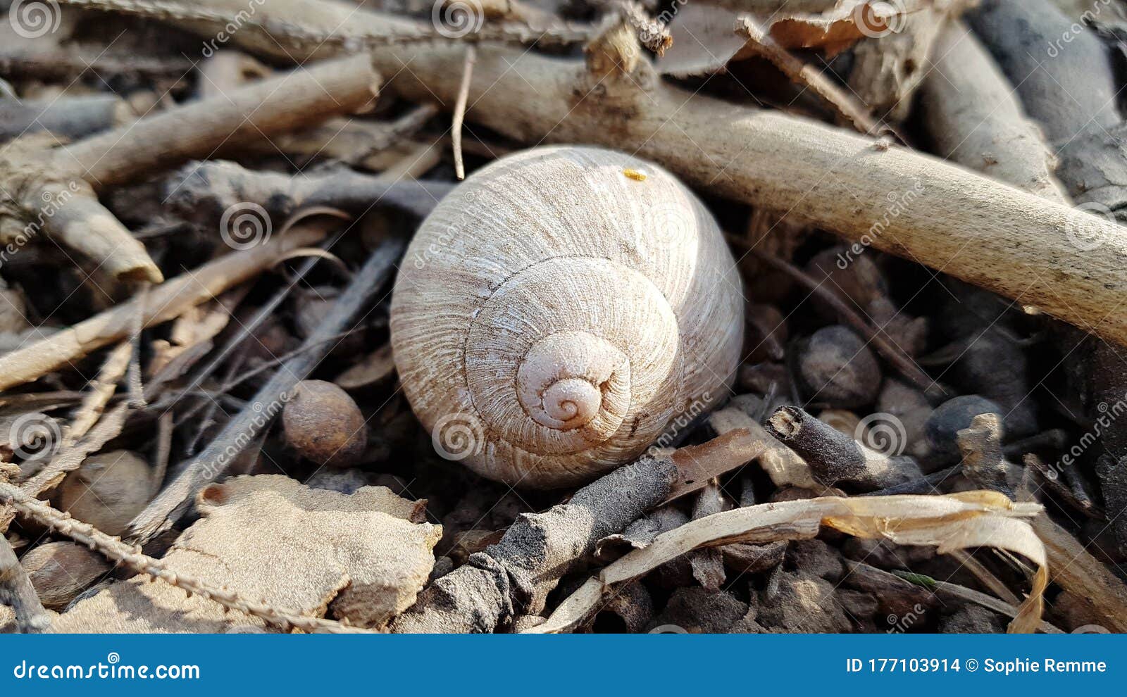 Slughouse in the forest stock photo. Image of nature - 177103914