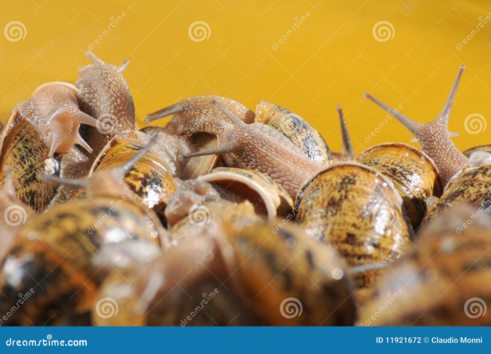 Slugs stock photo. Image of animals, slime, shell, slug - 11921672