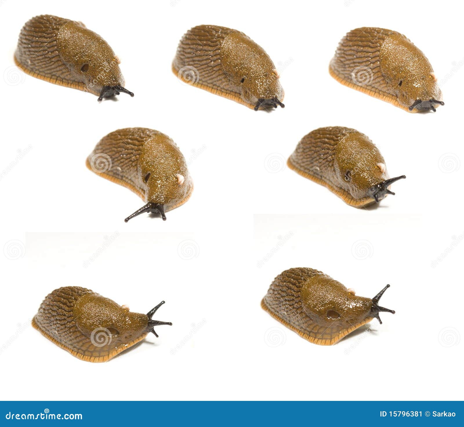 Slugs stock image. Image of group, ugly, white, pest - 15796381