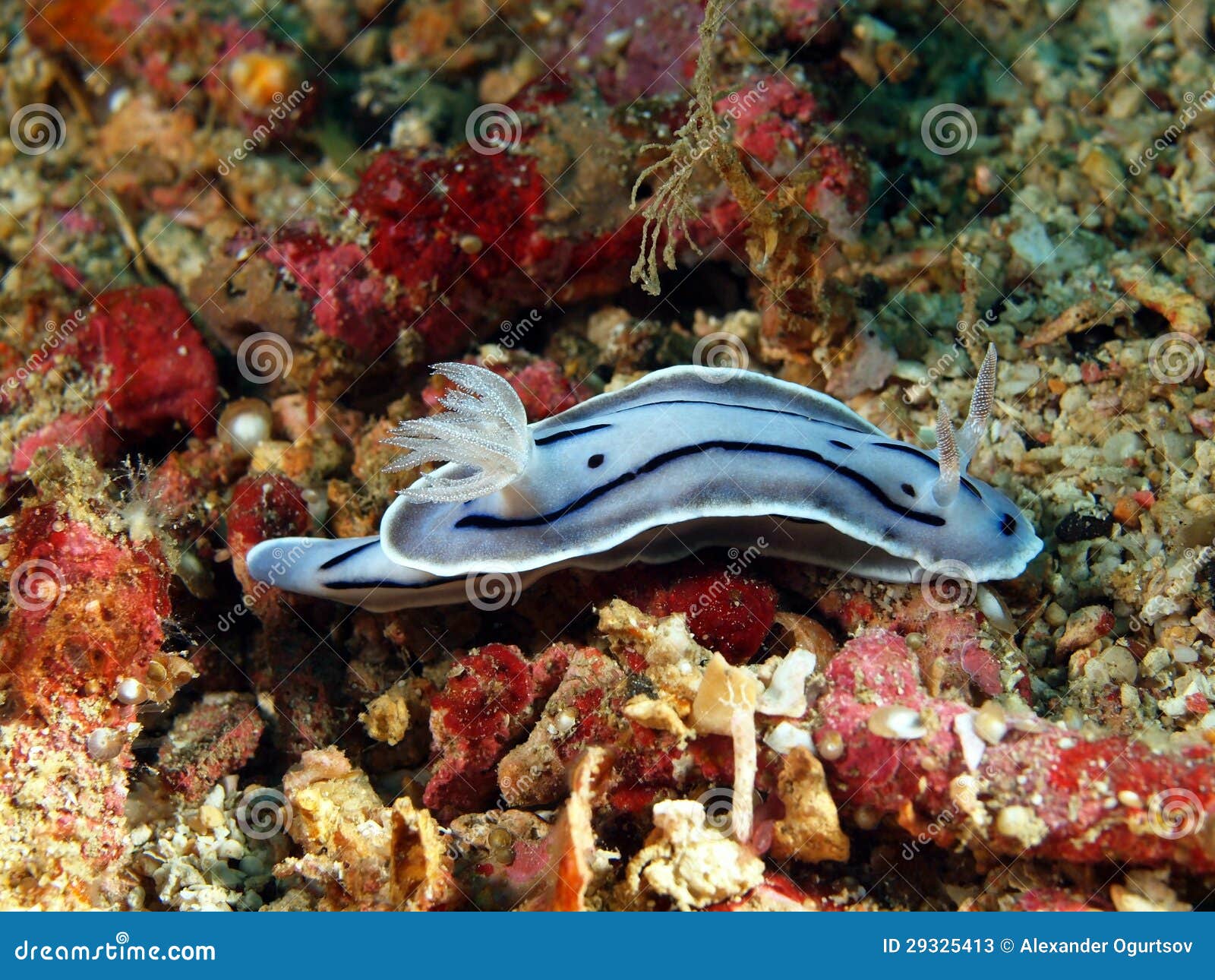 Slugs De Mar Do Mar Filipino Imagem de Stock - Imagem de animal ...