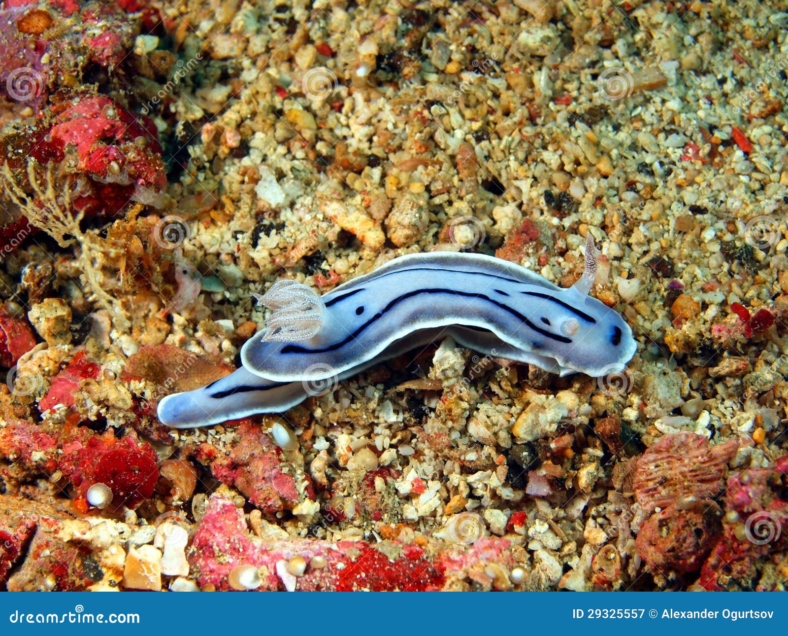 Slugs De Mar Do Mar Filipino Imagem de Stock - Imagem de oceano, animal ...