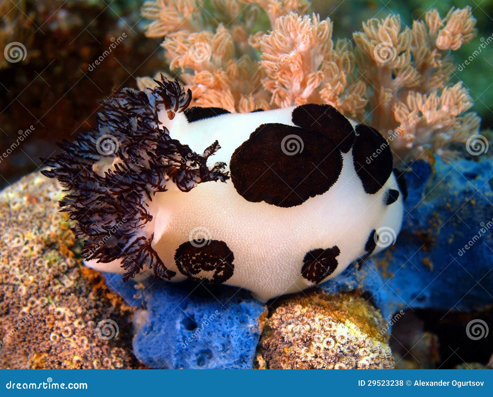 Slugs De Mar Do Mar Filipino Foto de Stock - Imagem de mundo, nave ...