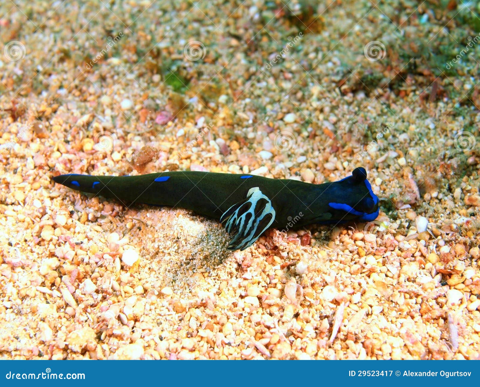 Slugs De Mar Do Mar Filipino Imagem de Stock - Imagem de lesma, coral ...