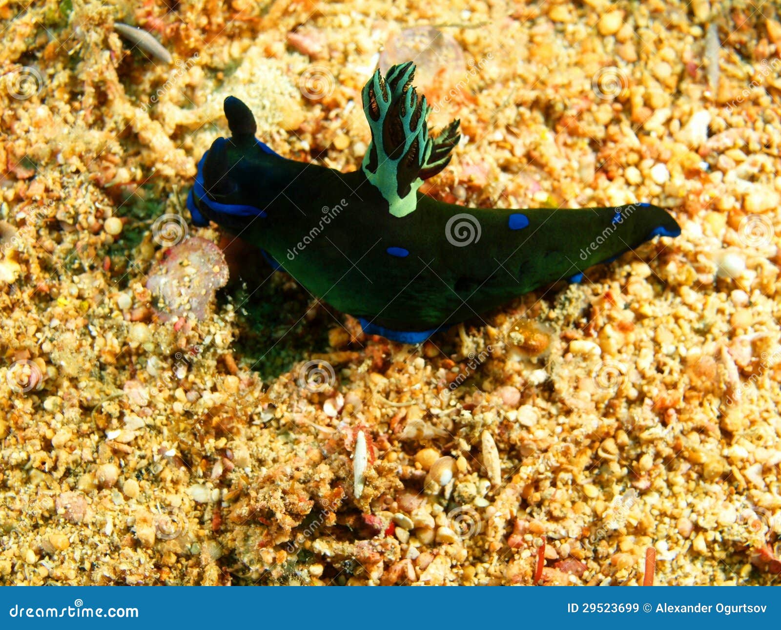 Slugs De Mar Do Mar Filipino Imagem de Stock - Imagem de invertebrado ...