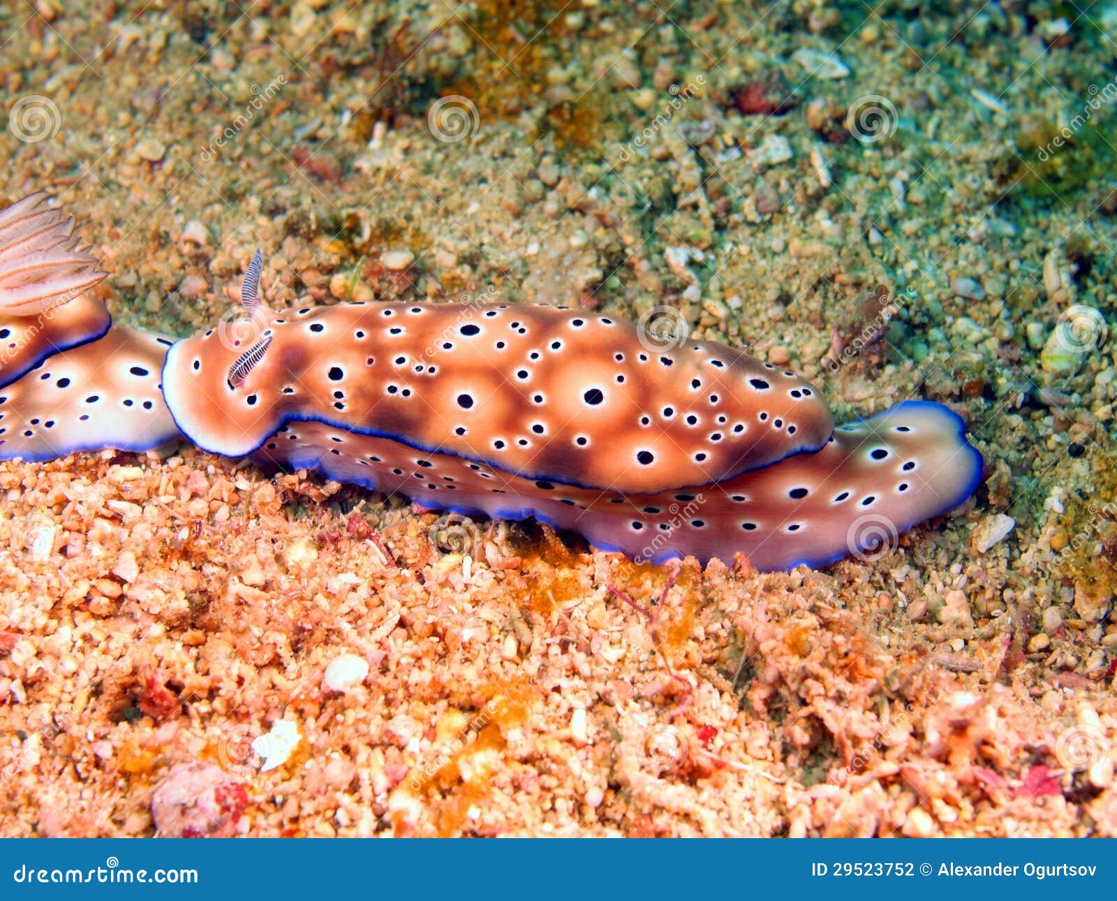 Slugs De Mar Do Mar Filipino Foto de Stock - Imagem de peixes ...