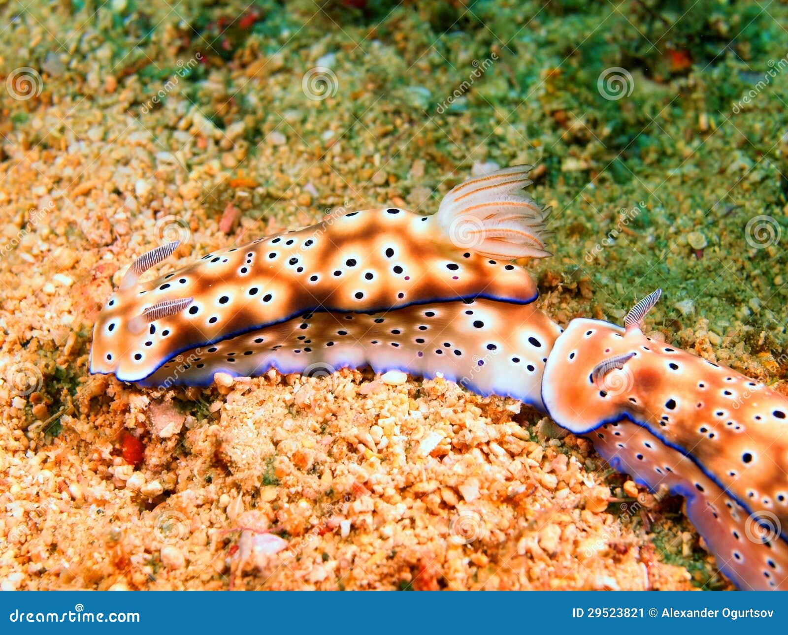 Slugs De Mar Do Mar Filipino Imagem de Stock - Imagem de mundo ...