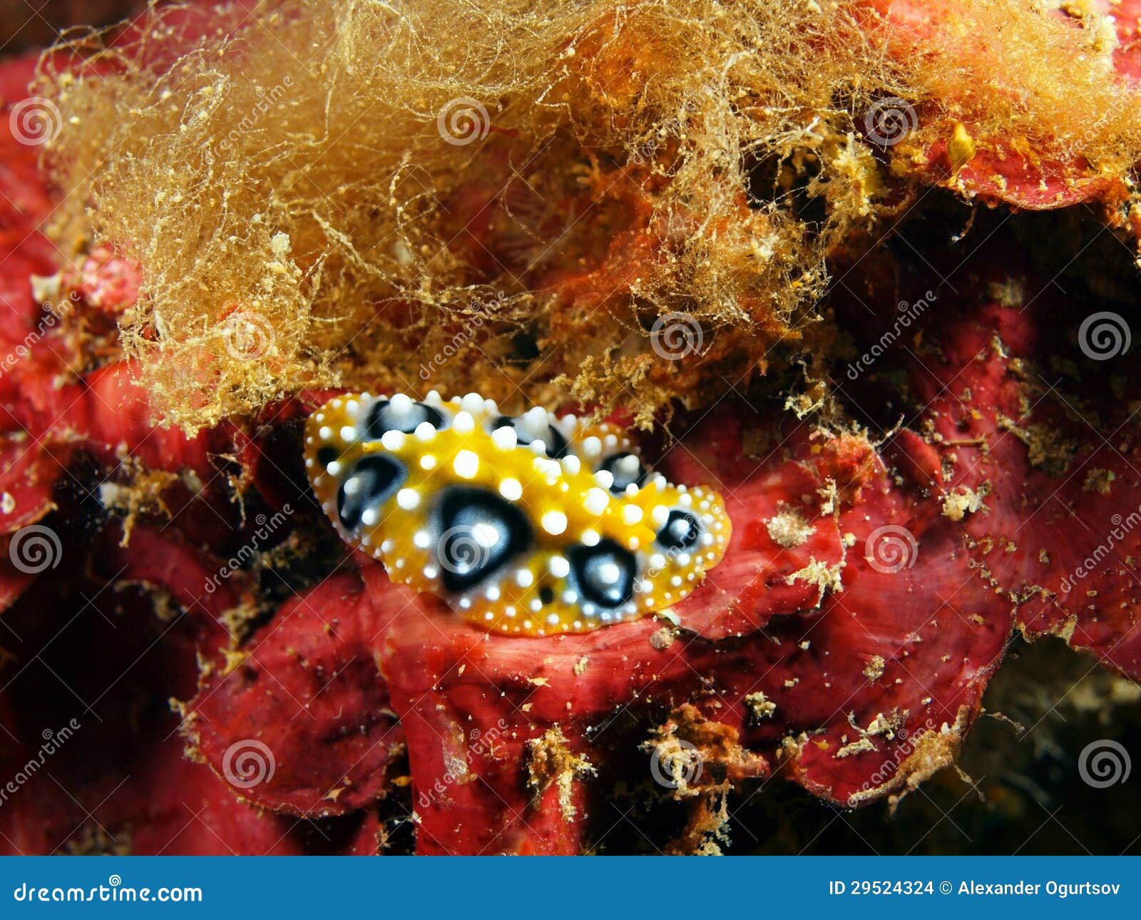 Slugs De Mar Do Mar Filipino Foto de Stock - Imagem de oceano, lesma ...