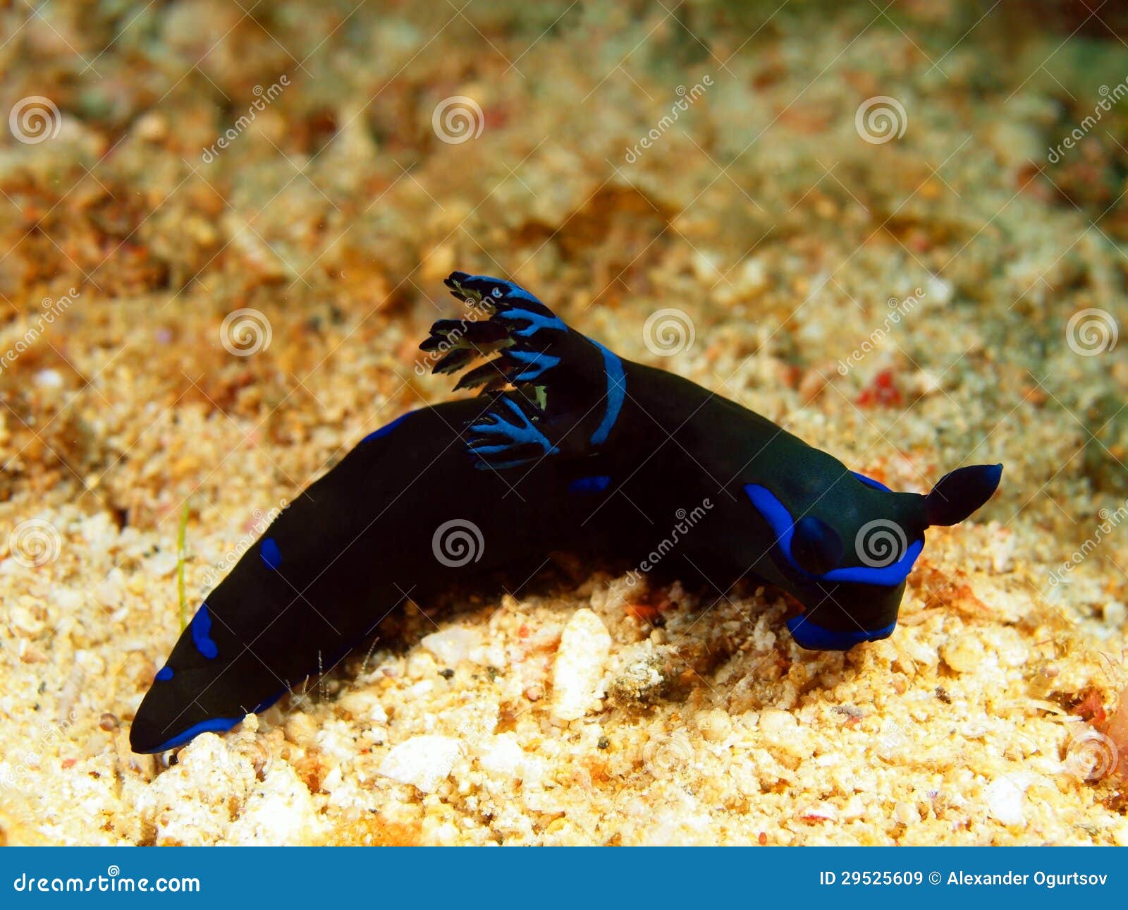 Slugs De Mar Do Mar Filipino Imagem de Stock - Imagem de invertebrado ...