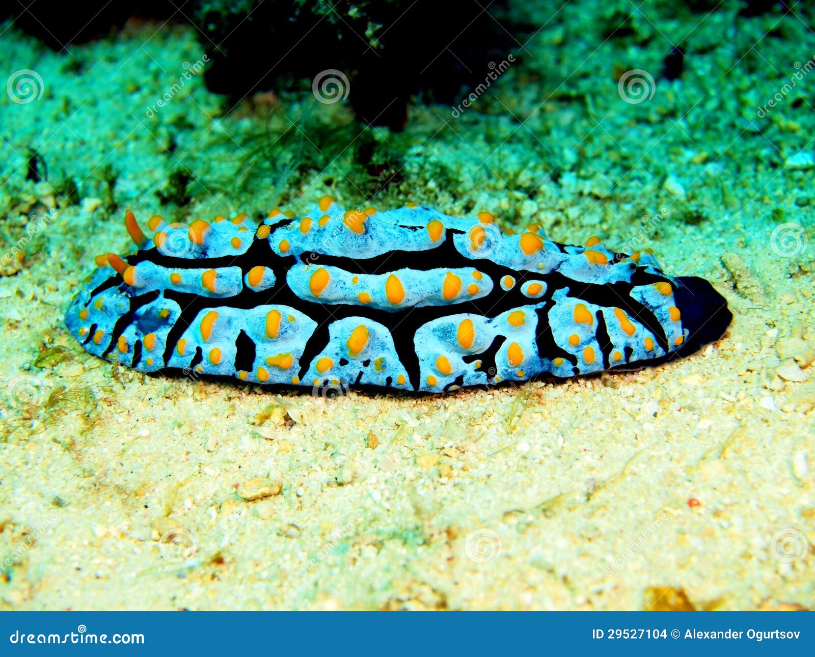 Slugs De Mar Do Mar Filipino Foto de Stock - Imagem de peixes ...