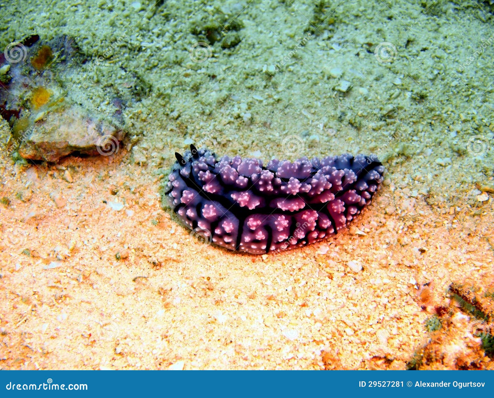 Slugs De Mar Do Mar Filipino Imagem de Stock - Imagem de animal ...