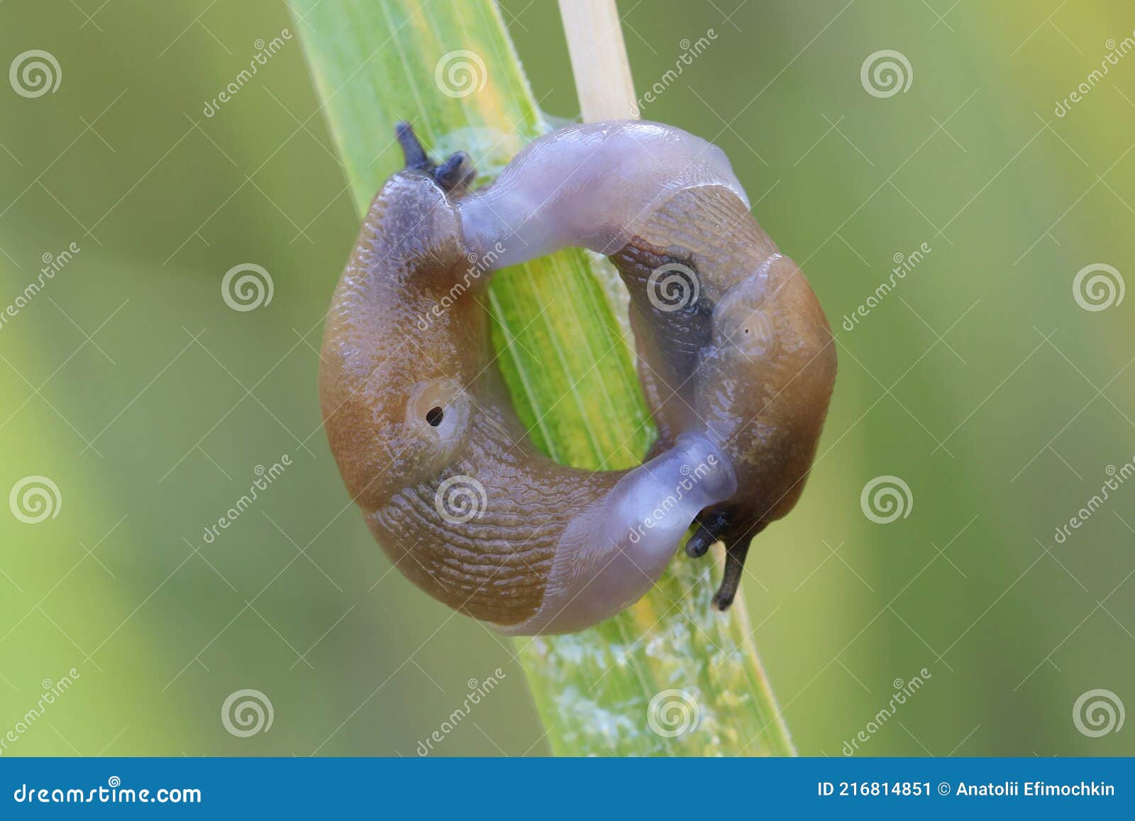 Two Slugs on a Wide Grass Stalk during Mating. Stock Image - Image of ...