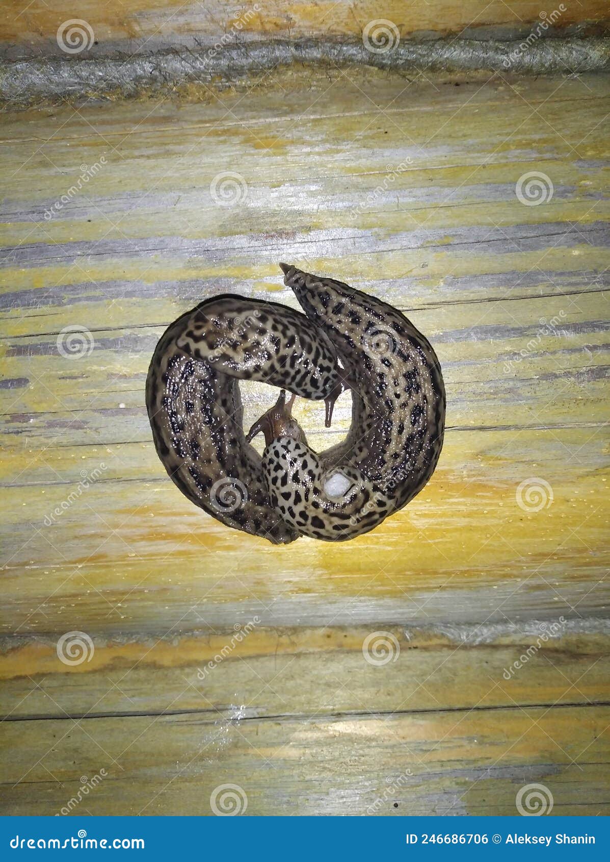 Slugs and love stock photo. Image of reptile, sketch - 246686706