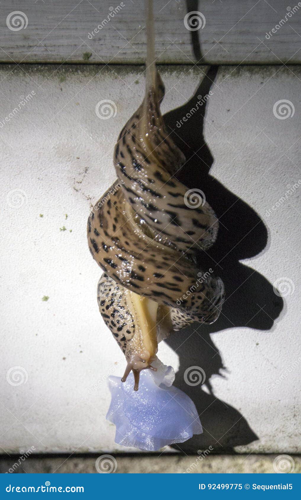 Slugs mating stock image. Image of hanging, sexual, outside - 92499775