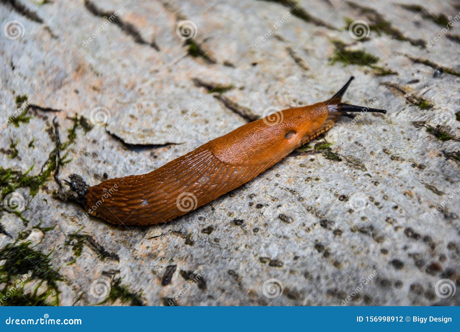 Slugs in Motion, on Tree Stump. Stock Photo - Image of alone, mucus ...