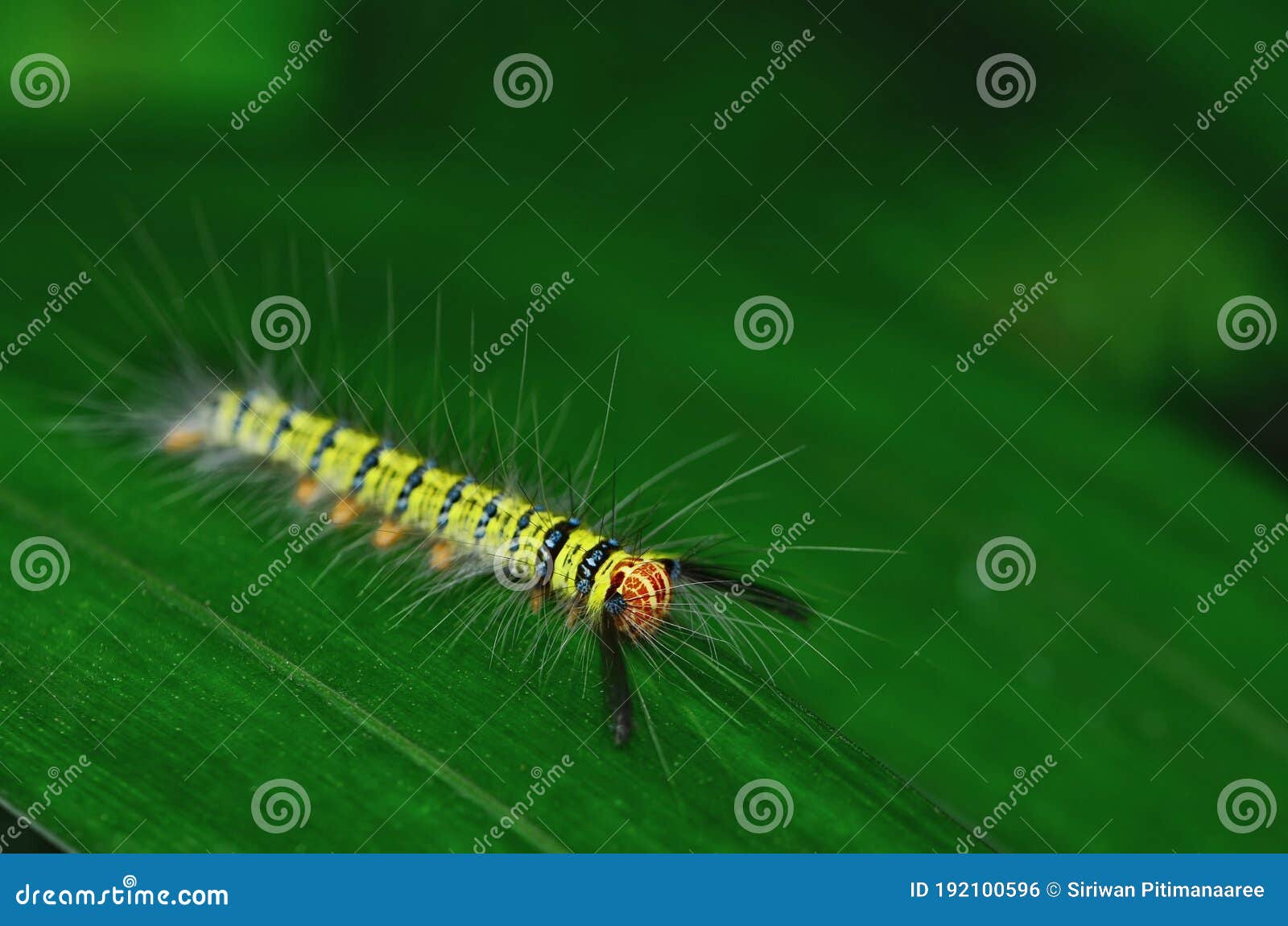 The Slugs Worm Sticks on Green Leaf in Blurred Background of Nature ...