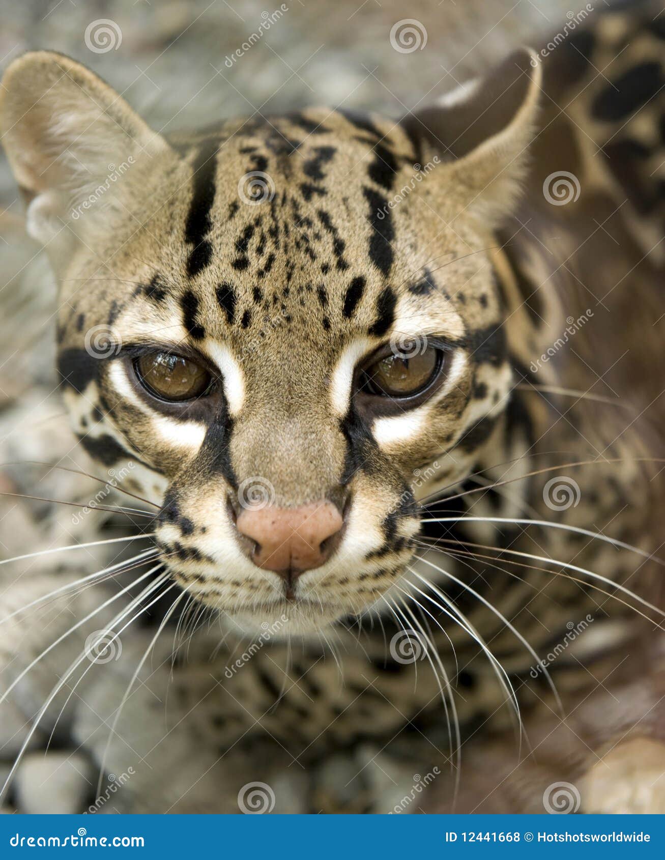 Sluit Ocelot Omhoog Grote Kat Costa Rica Stock Foto - Image of jager ...
