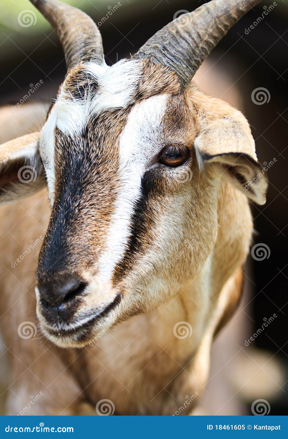 Sluit Omhoog Beeld Van Een Geit Stock Afbeelding - Image of haar ...