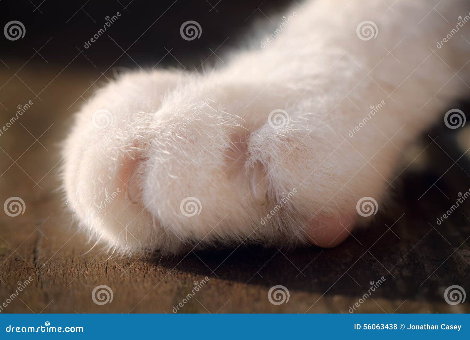 Sluit Omhoog De Poot Van De Witte Kat Stock Foto - Image of mooi ...