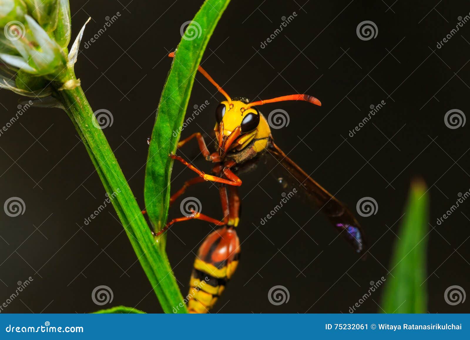 Sluit Omhoog Horzel Op Celosia-argenteabloem Stock Afbeelding - Image ...