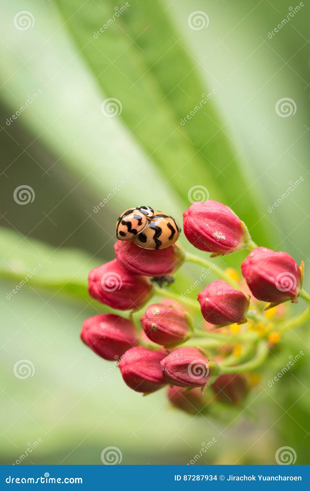 Sluit Omhoog Kevers Kwekend Op Rood Zaad Stock Foto - Image of klein ...