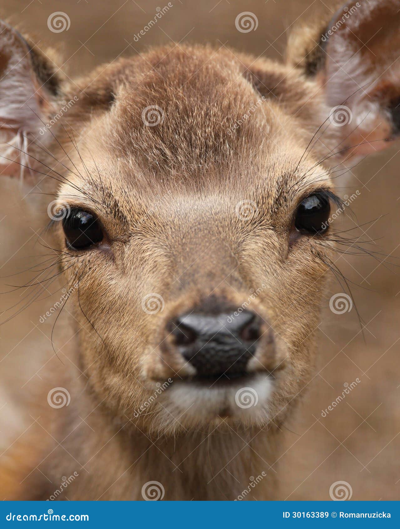 Reeën stock afbeelding. Image of land, leuk, uitziend - 30163389