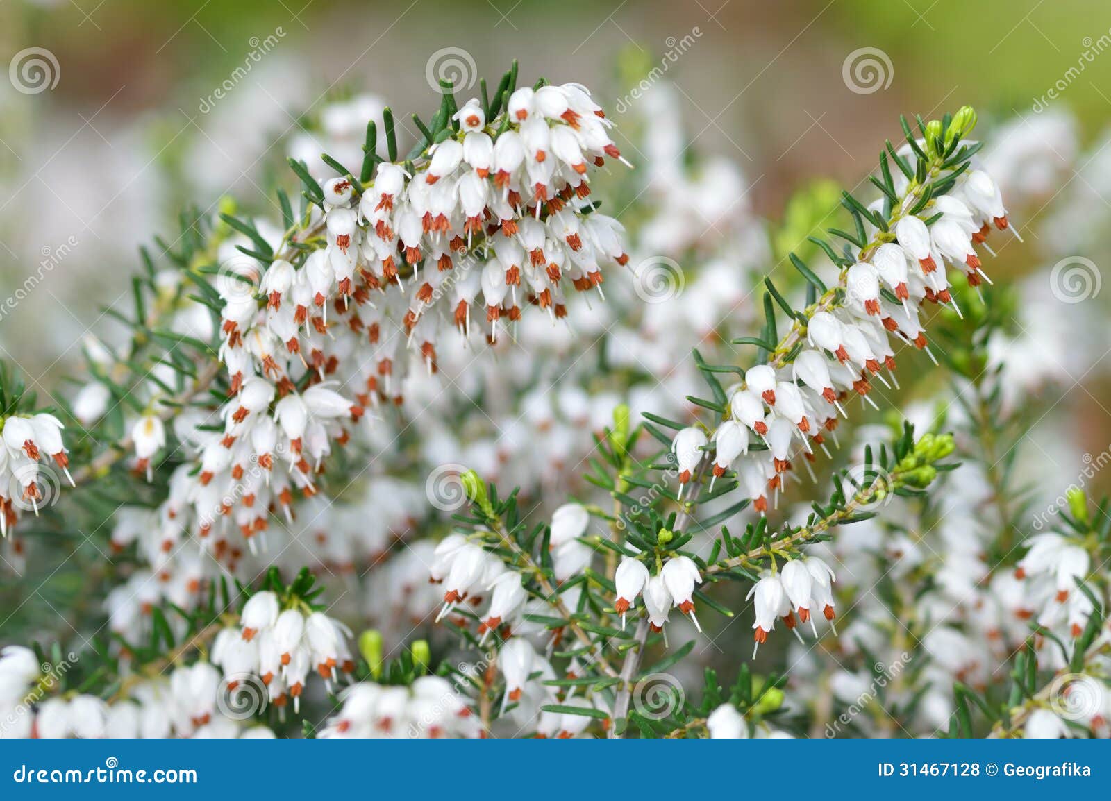 Sluit Omhoog Van Carnea Van Erica. Witte De Winter/de Lentedopheide ...