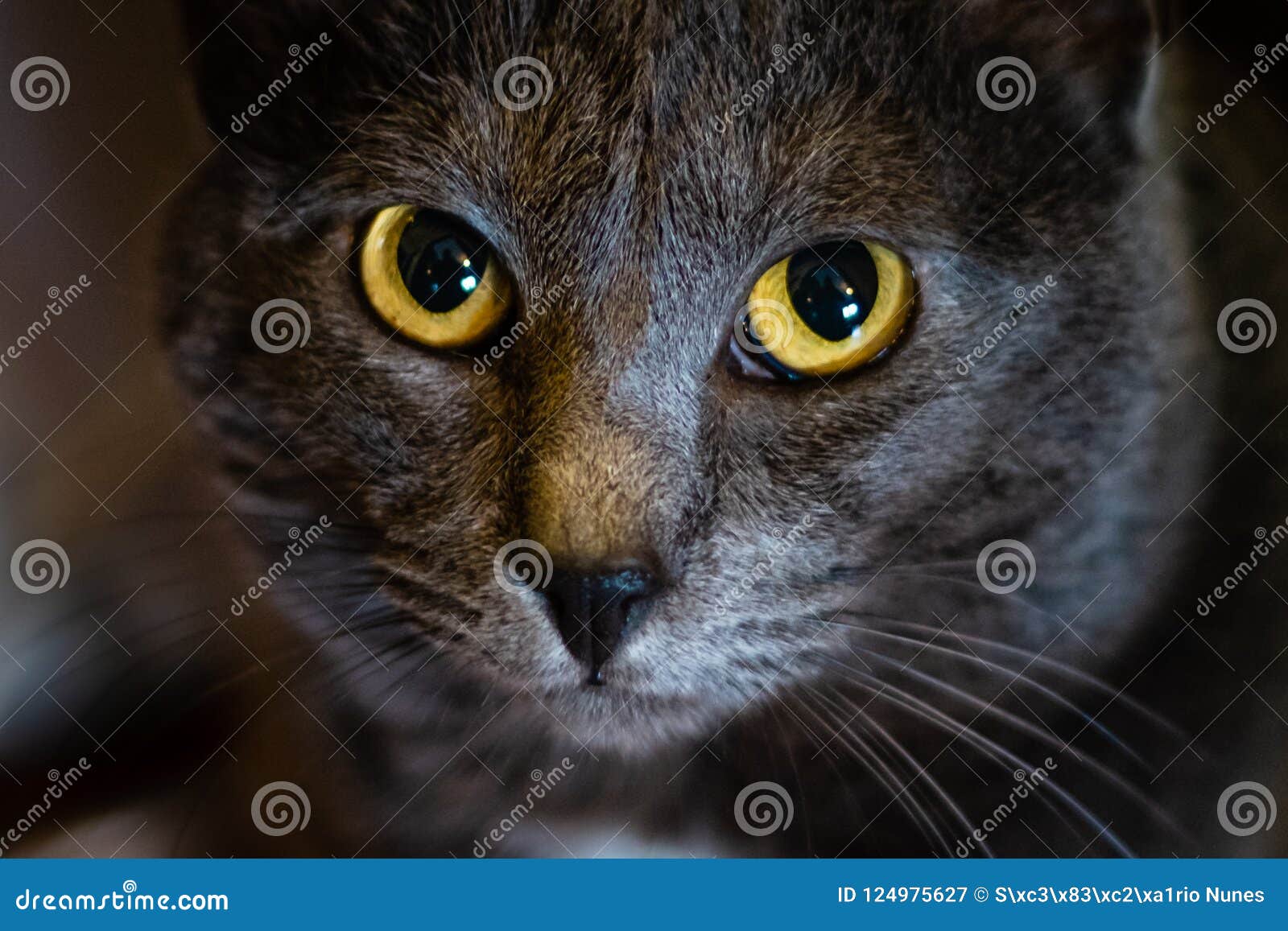 Sluit Omhoog Van De Ogen Van Een Kat Stock Afbeelding - Image of ...
