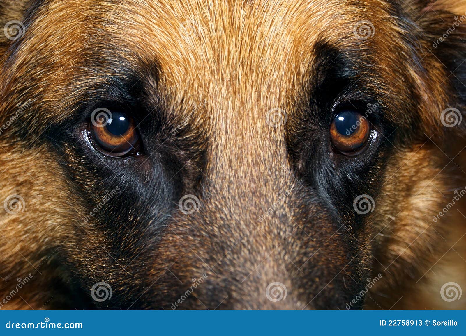 Sluit Omhoog Van De Ogen Van De Hond Van De Duitse Herder Stock ...