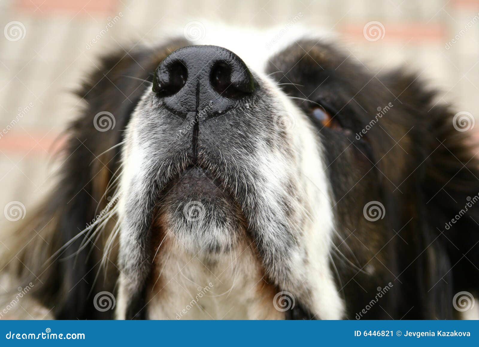 Sluit Omhoog Van De Snuit Van De Hond Stock Afbeelding - Image of ...