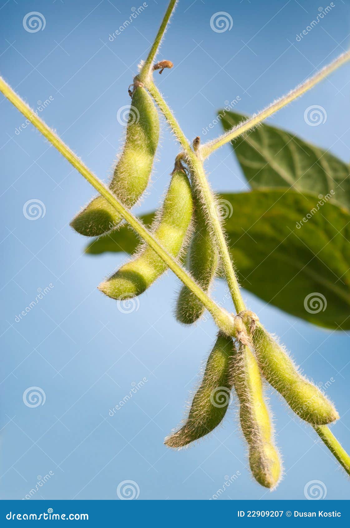 Sluit Omhoog Van De Sojaboon Stock Afbeelding - Image of groei ...