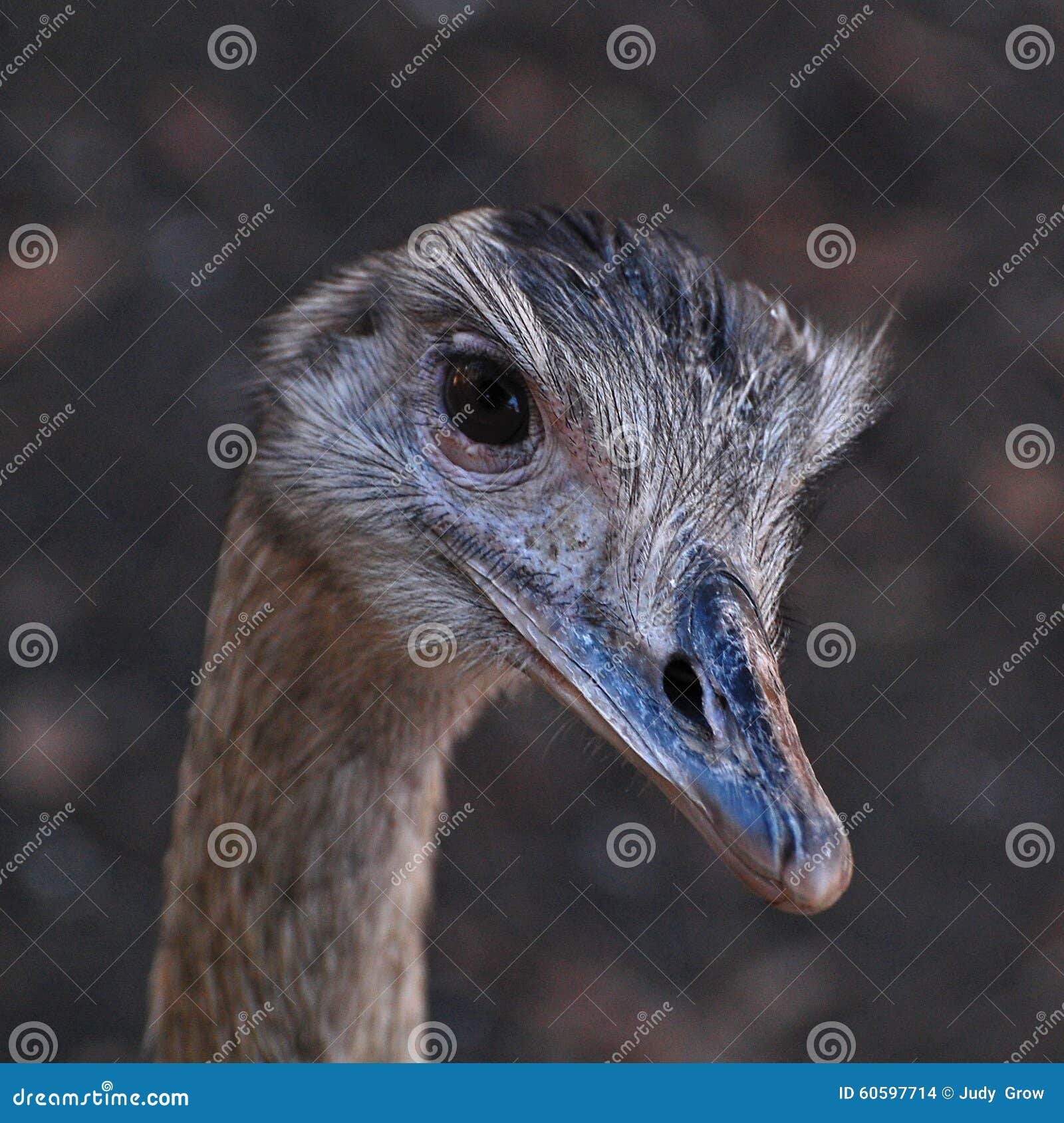 Sluit omhoog van een Emoe stock foto. Image of endemisch - 60597714