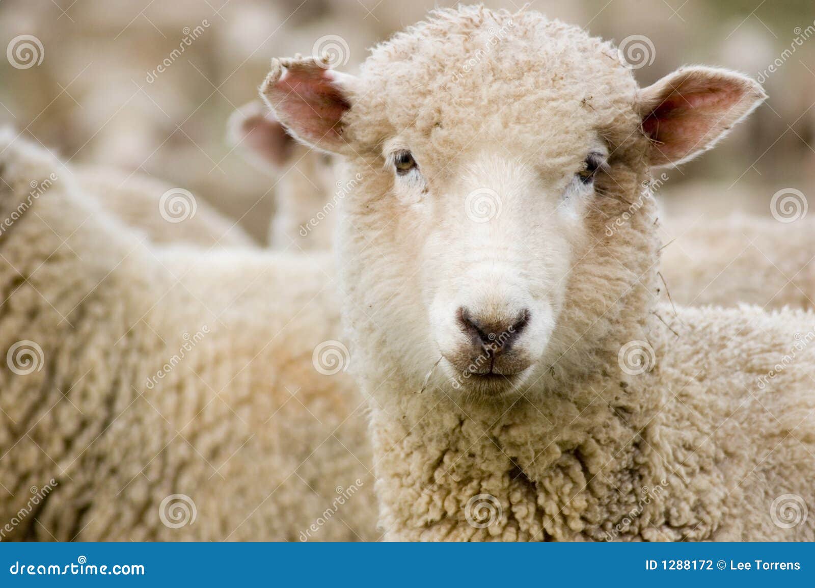 Sluit Omhoog Van Een Merinosschaap Stock Foto - Image of leuk, schapen ...