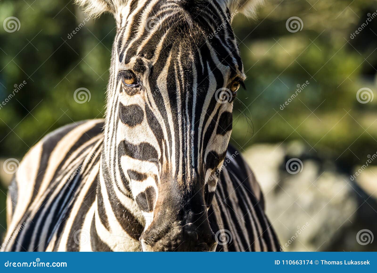 Sluit omhoog van een zebra stock foto. Image of patroon - 110663174