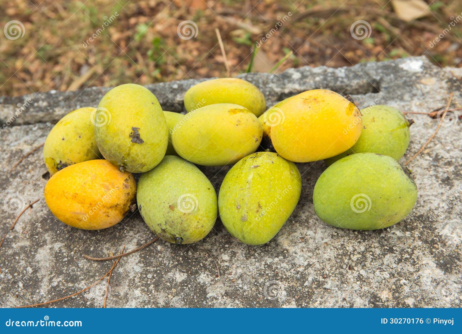 Groene mango stock foto. Image of opslag, zoet, kleur - 30270176