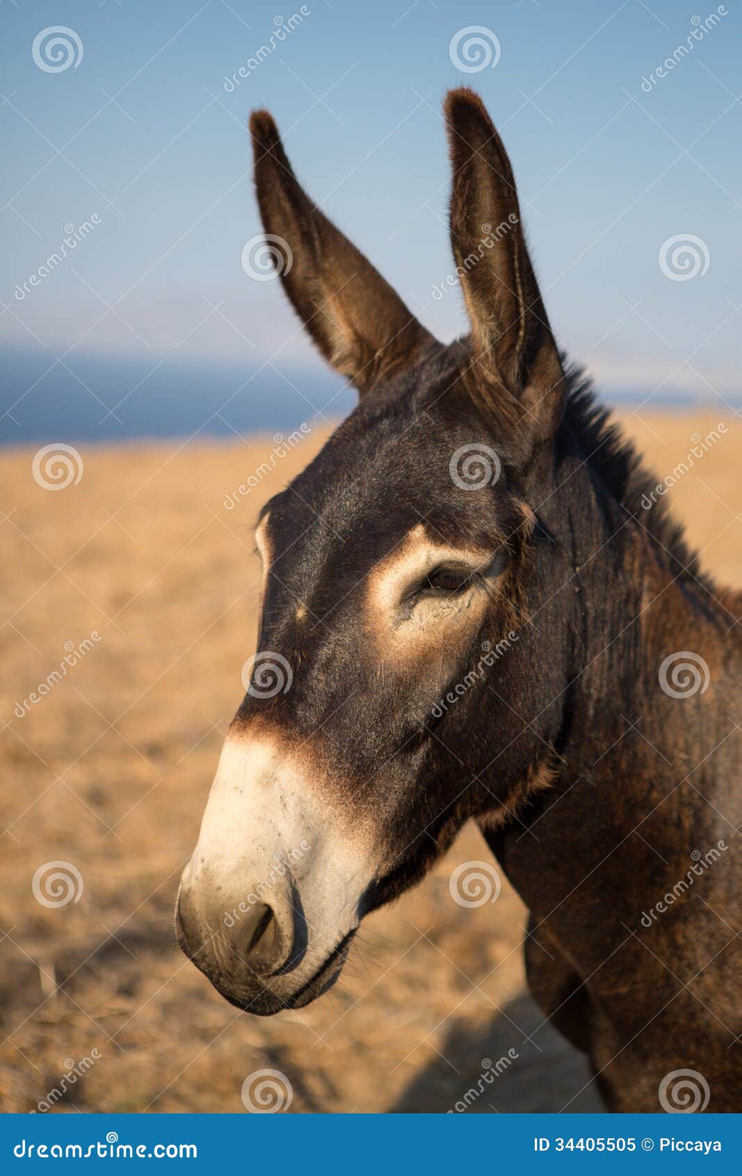 Sluit Omhoog Van Het Hoofd Van Een Muilezel Stock Afbeelding - Image of ...